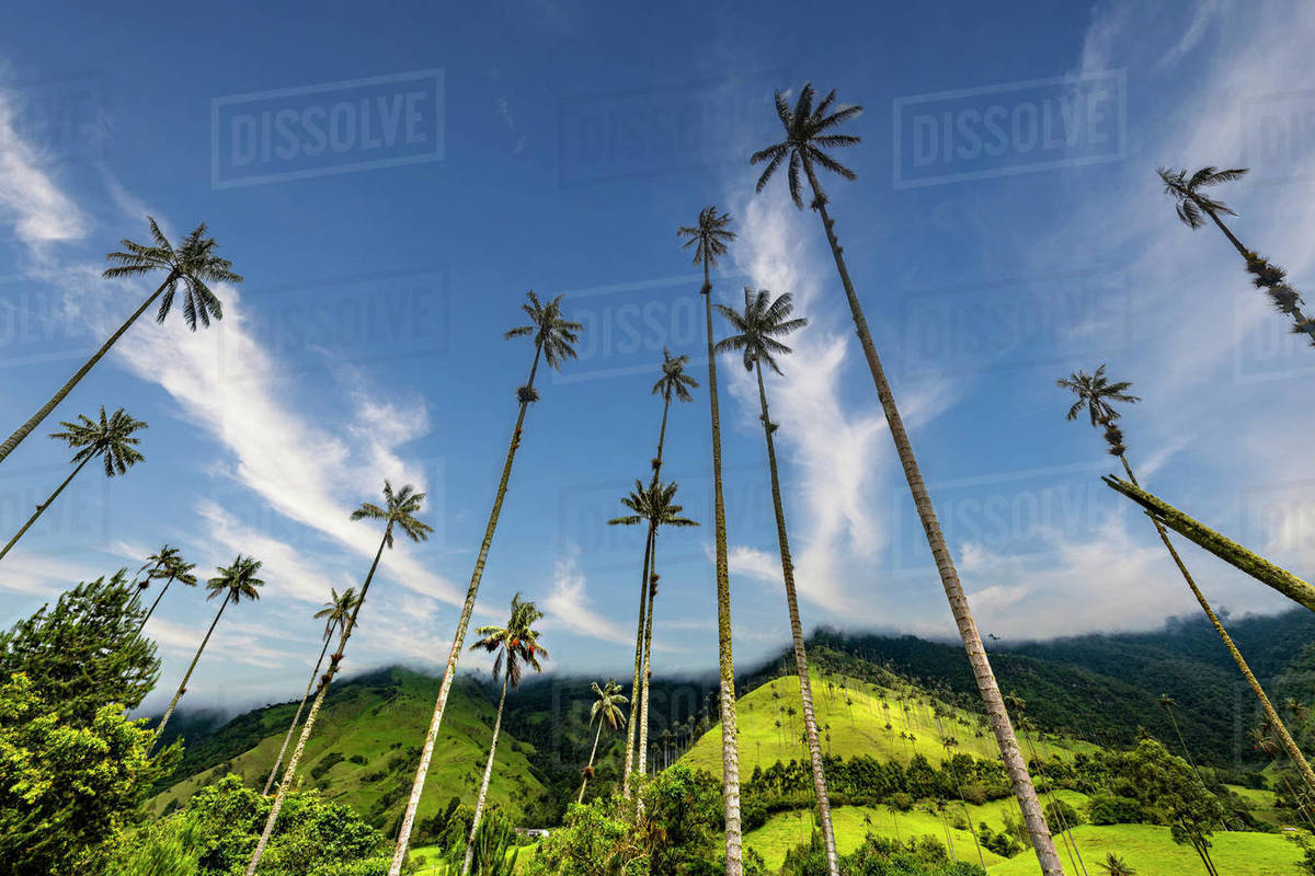 Wax palms, largest palms in the world, Cocora Valley, UNESCO World ...