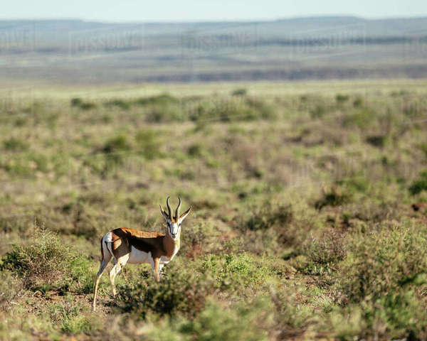 Springbok, Karoo National Park, Beaufort West, Western Cape, South ...