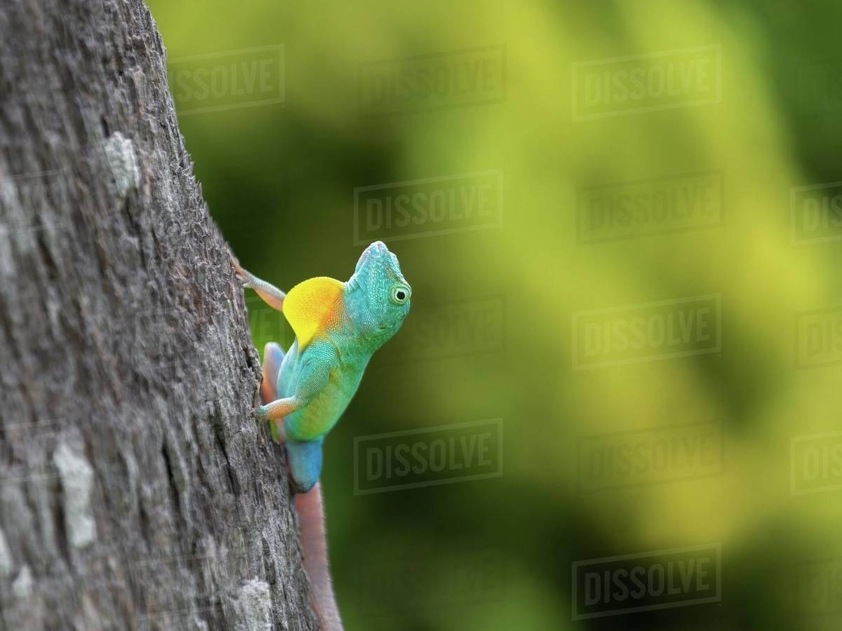 Male Jamaican Anole Lizard (Anolis Grahami) with Dewlap extended ...