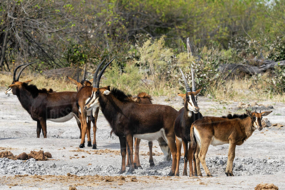 Sable antelopes (Hippotragus niger), Khwai Concession, Okavango Delta ...