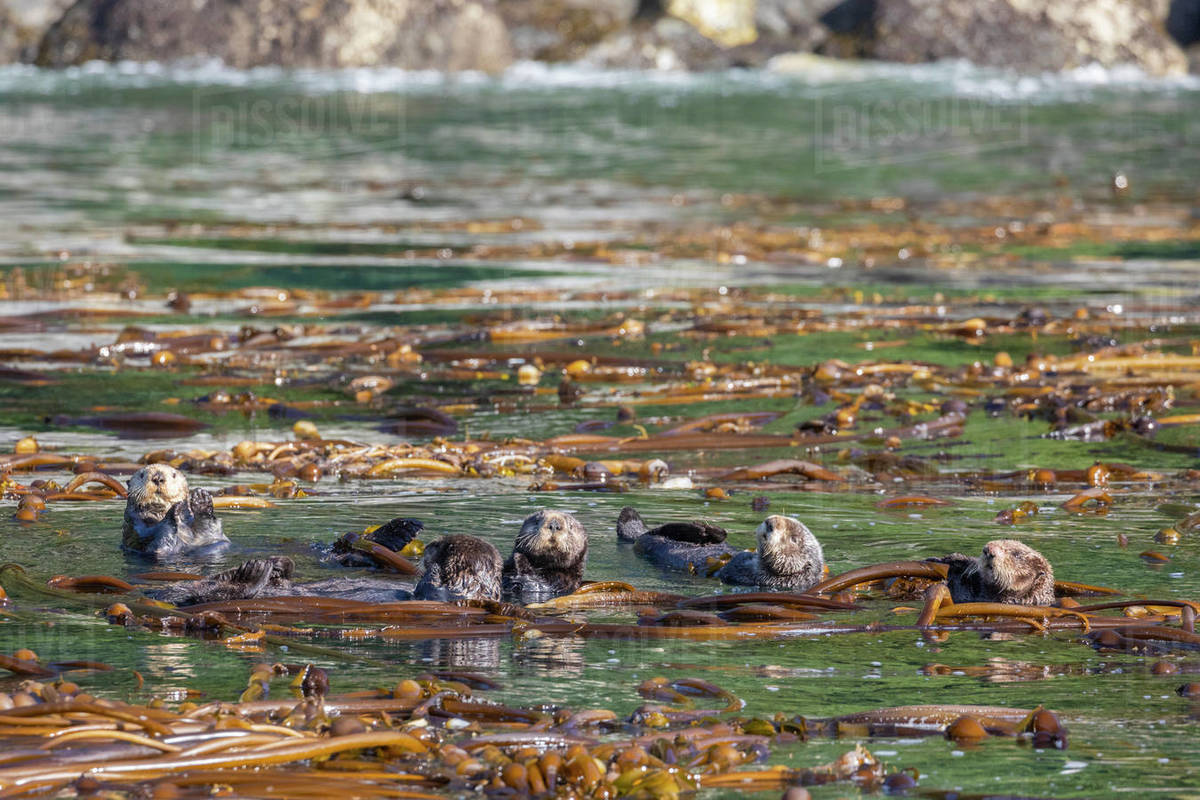 A group of sea otters (Enhydra lutris), rafting in the kelp in the ...