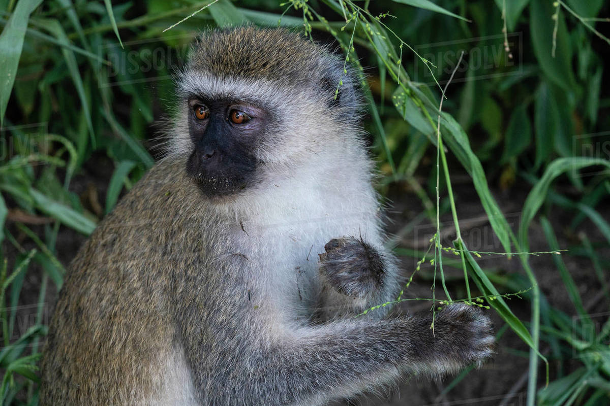 Vervet monkey (Chlorocebus pygerythrus), Lake Manyara National Park ...