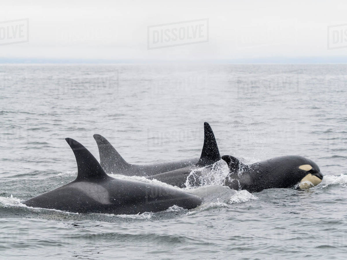 Transient killer whales (Orcinus orca), surfacing in Monterey Bay ...