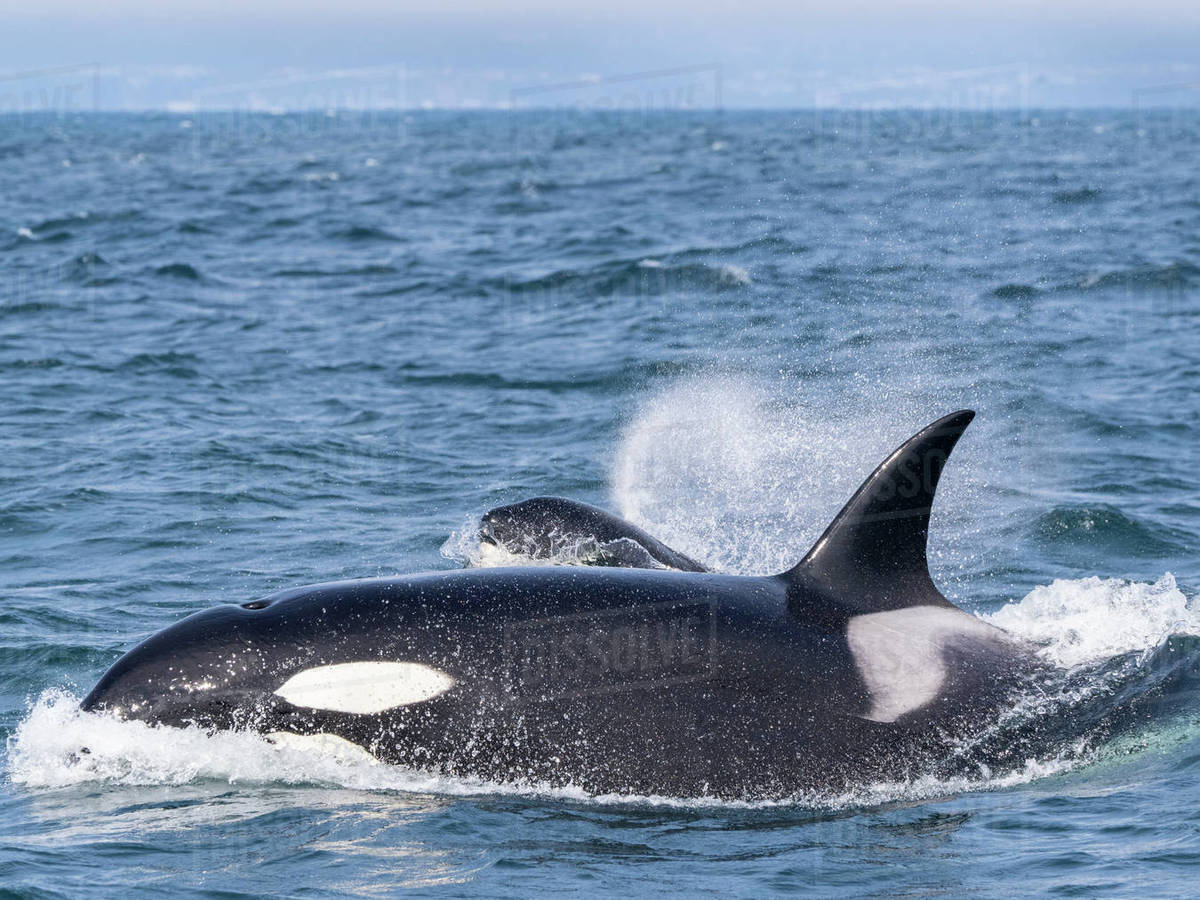 Transient killer whales (Orcinus orca), surfacing in Monterey Bay ...