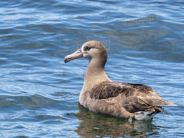 Adult black-footed albatross (Phoebastria nigripes), on the water in ...