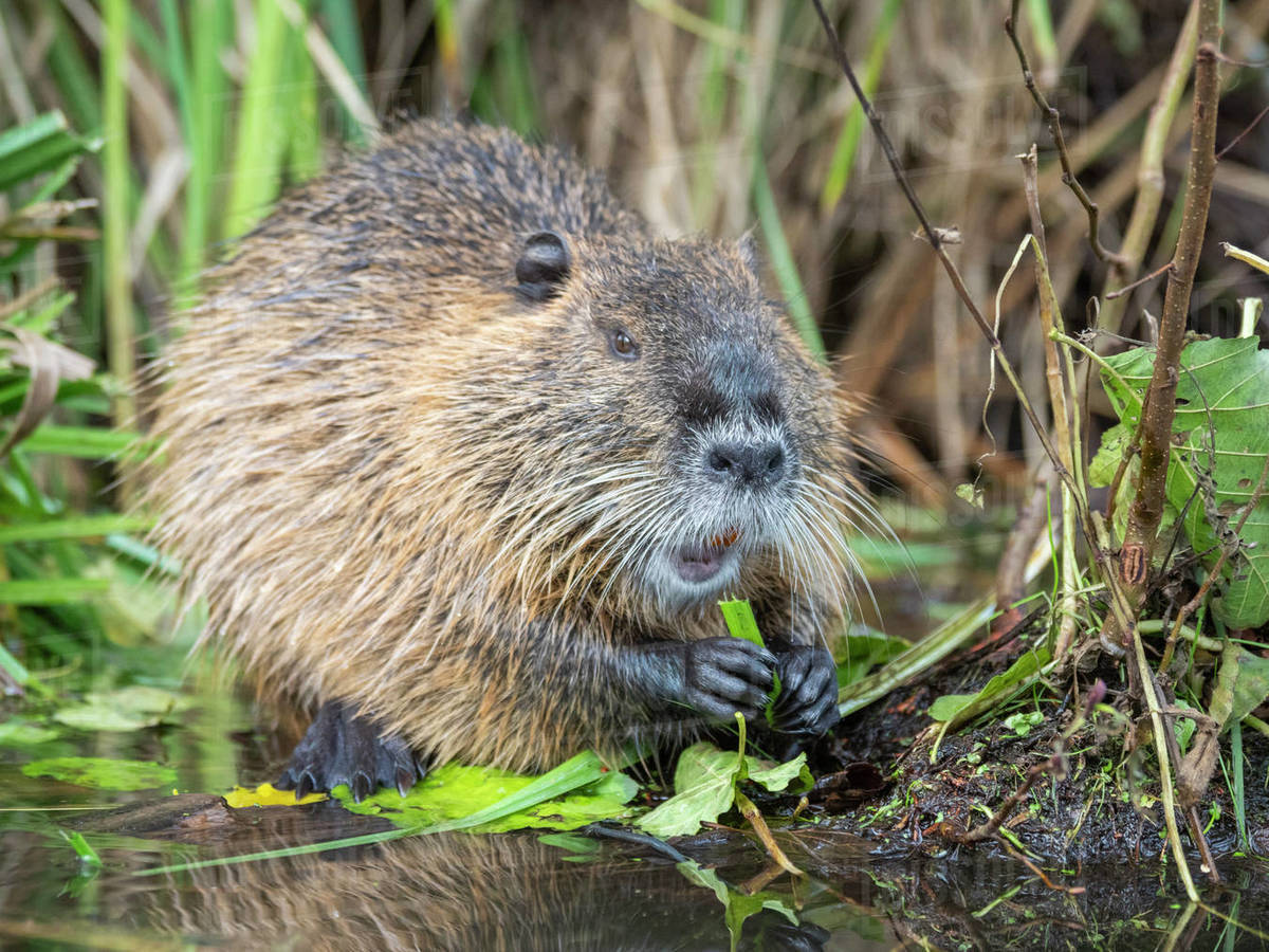 An adult nutria (Myocastor coypus), an invasive species introduced from ...