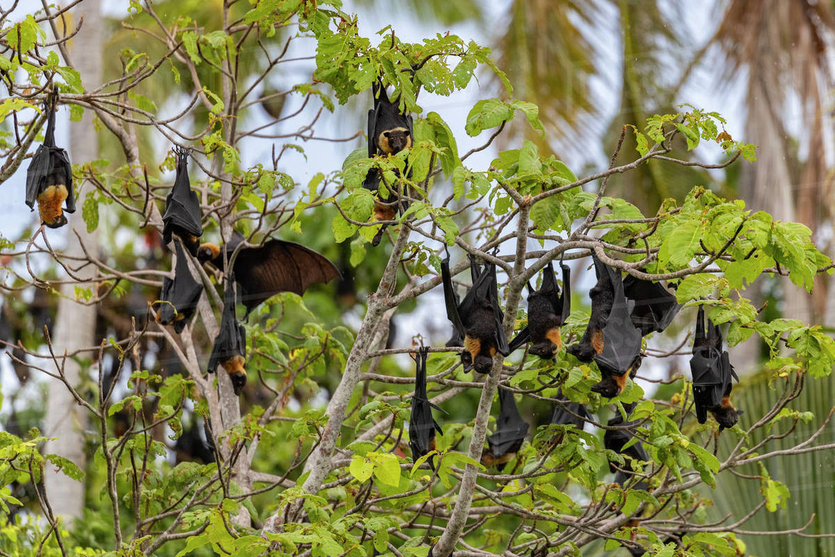 Common tube-nosed fruit bats (Nyctimene albiventer), roosting on Pulau ...