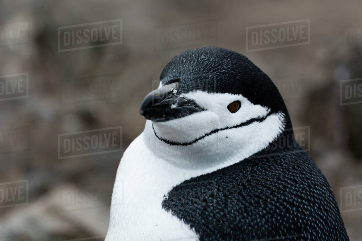 Close up portrait of a chinstrap penguin (Pygoscelis antarcticus), Half ...