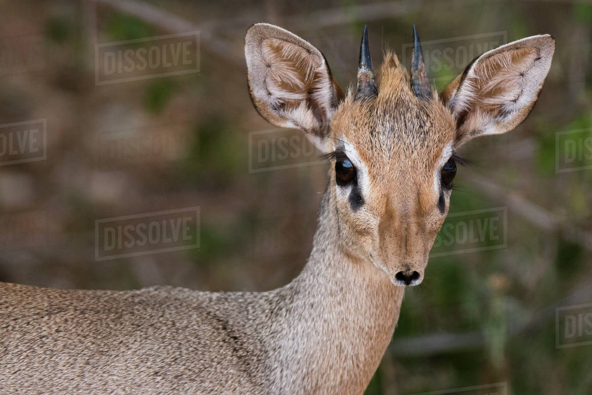 Portrait of a Kirk's dik-dik (Madoqua kirkii), Samburu, Kenya, East Africa, Africa - Royalty ...