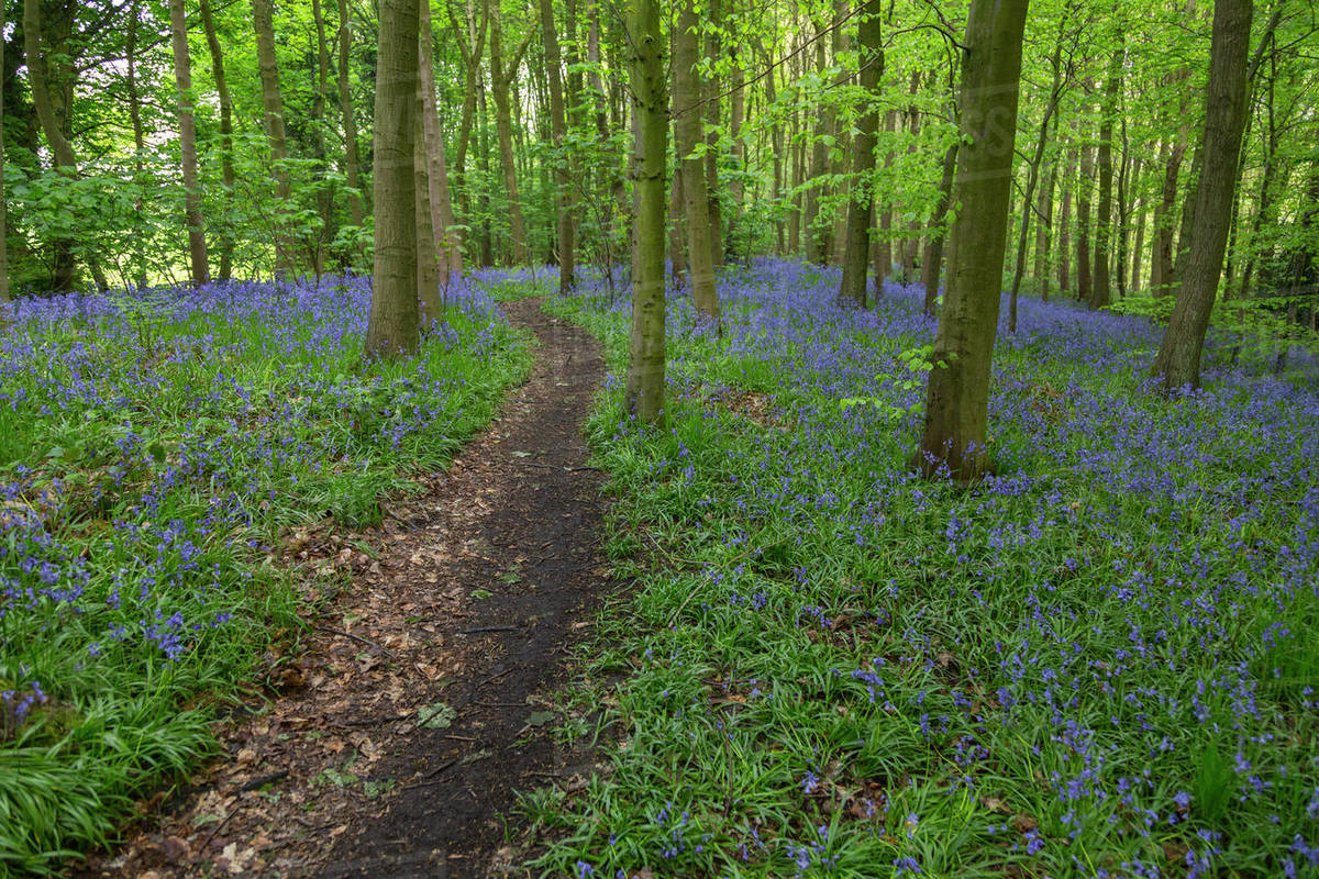 Bluebells in ancient woodland of Gillfield Wood, Totley, Sheffield ...