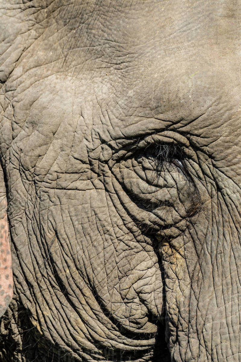 Indian elephant (Elephas maximus indicus) portrait, Kaziranga National ...