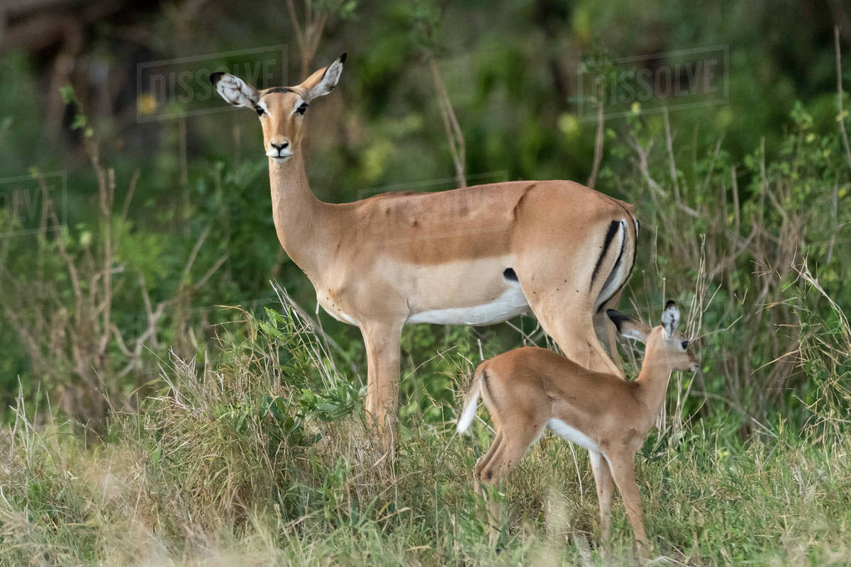 A female impala (Aepyceros melampus) with its calf, Kenya, East Africa ...