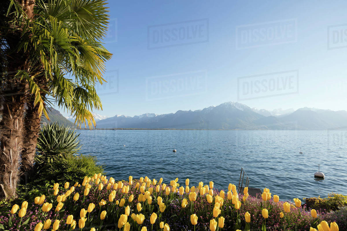 Spring tulips, Lake Geneva (Lac Leman), Montreux, Vaud, Switzerland ...