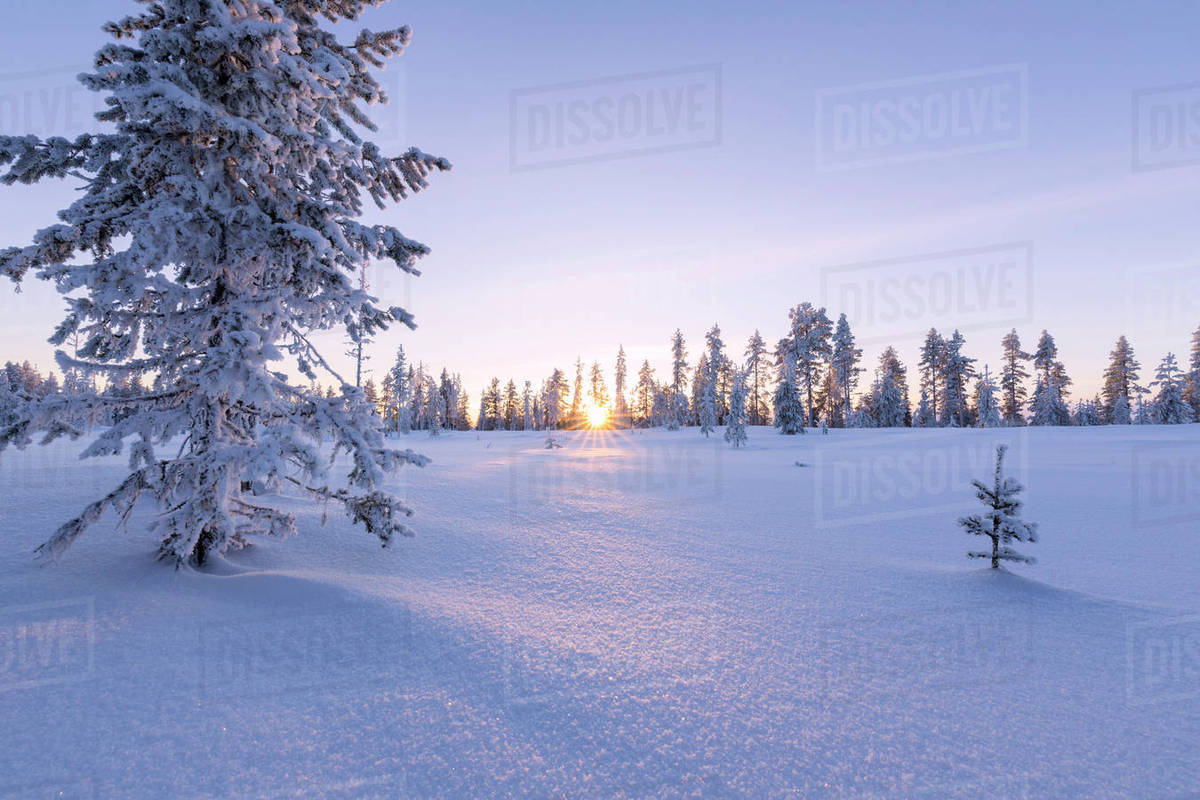 Pink sky at sunset on the boreal forest (Taiga), Kiruna, Norrbotten ...