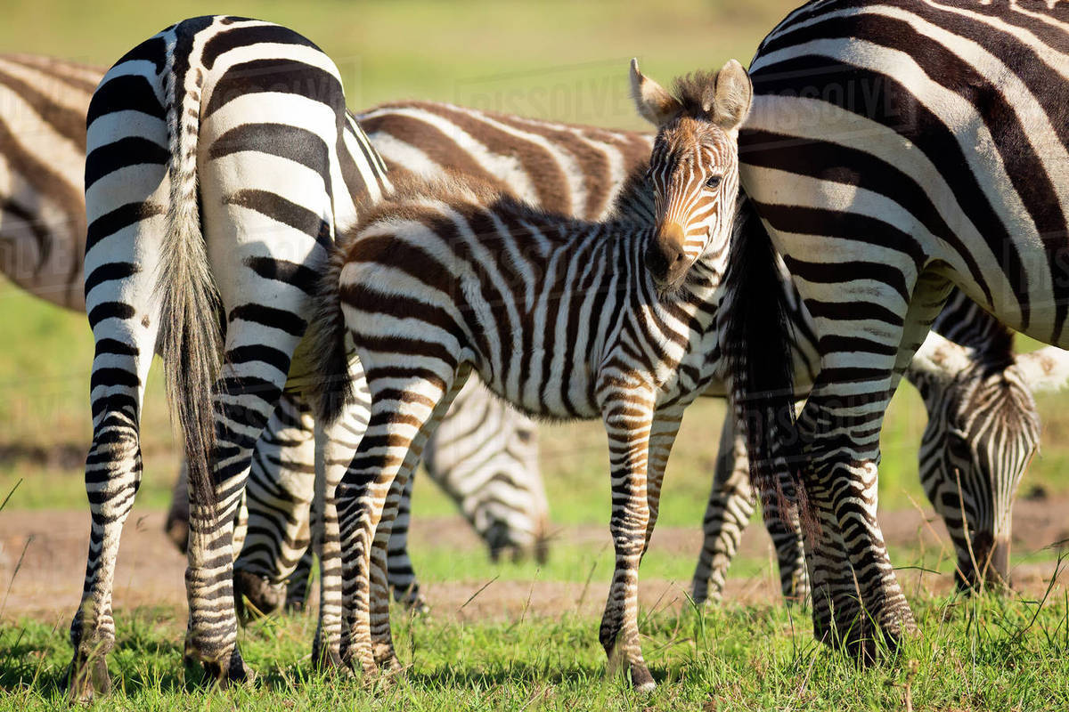 Baby zebra, Masai Mara, Kenya, East Africa, Africa - Royalty-free Stock ...