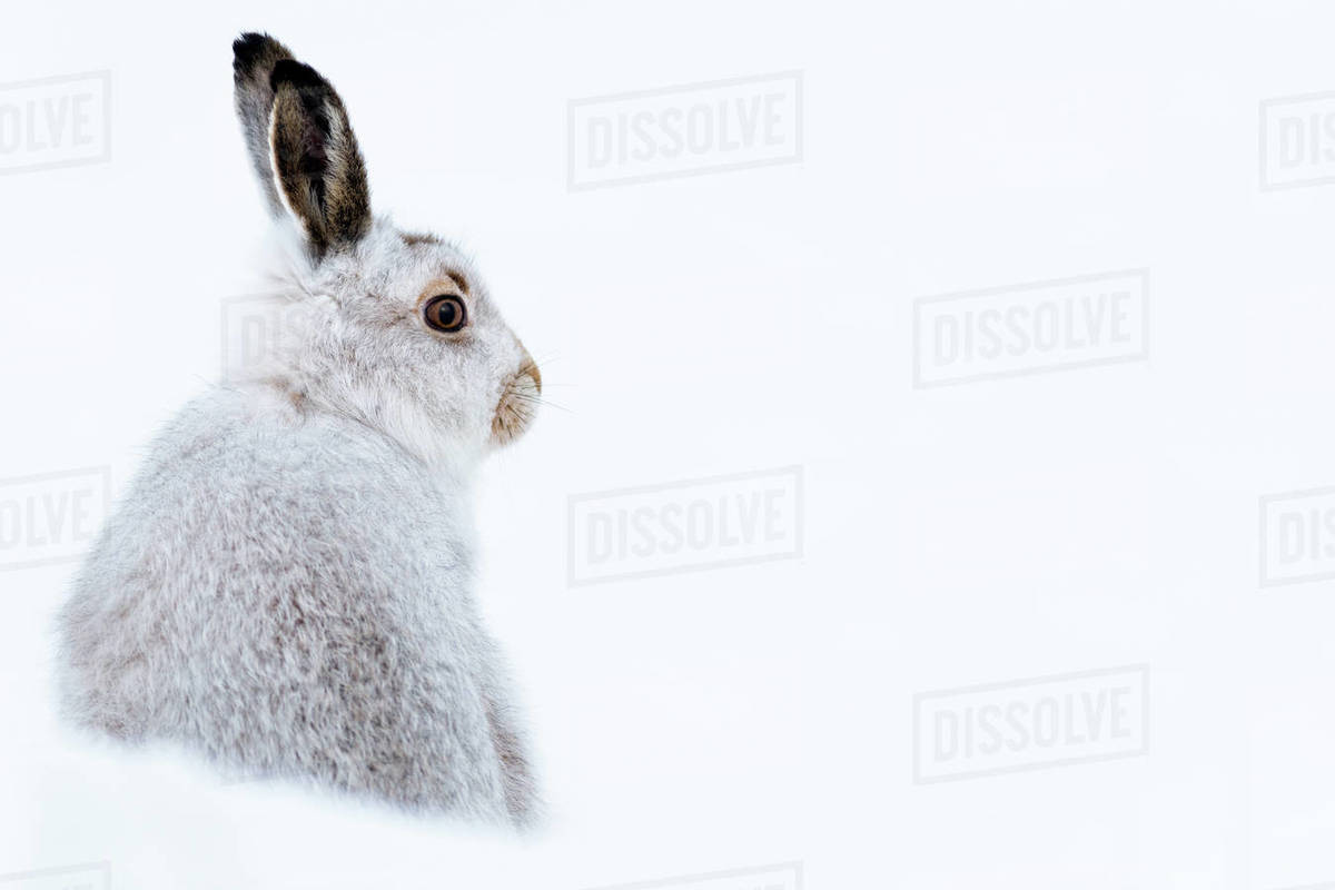Mountain hare portrait (Lepus timidus) in winter snow, Scottish ...