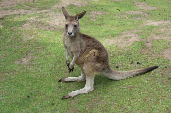 Tasmanian Forester Kangaroo, Tasmania, Australia, Pacific - Royalty ...