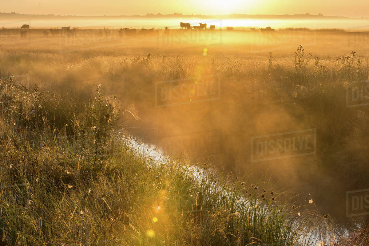 View of coastal grazing marsh habitat at sunrise, Elmley Marshes ...