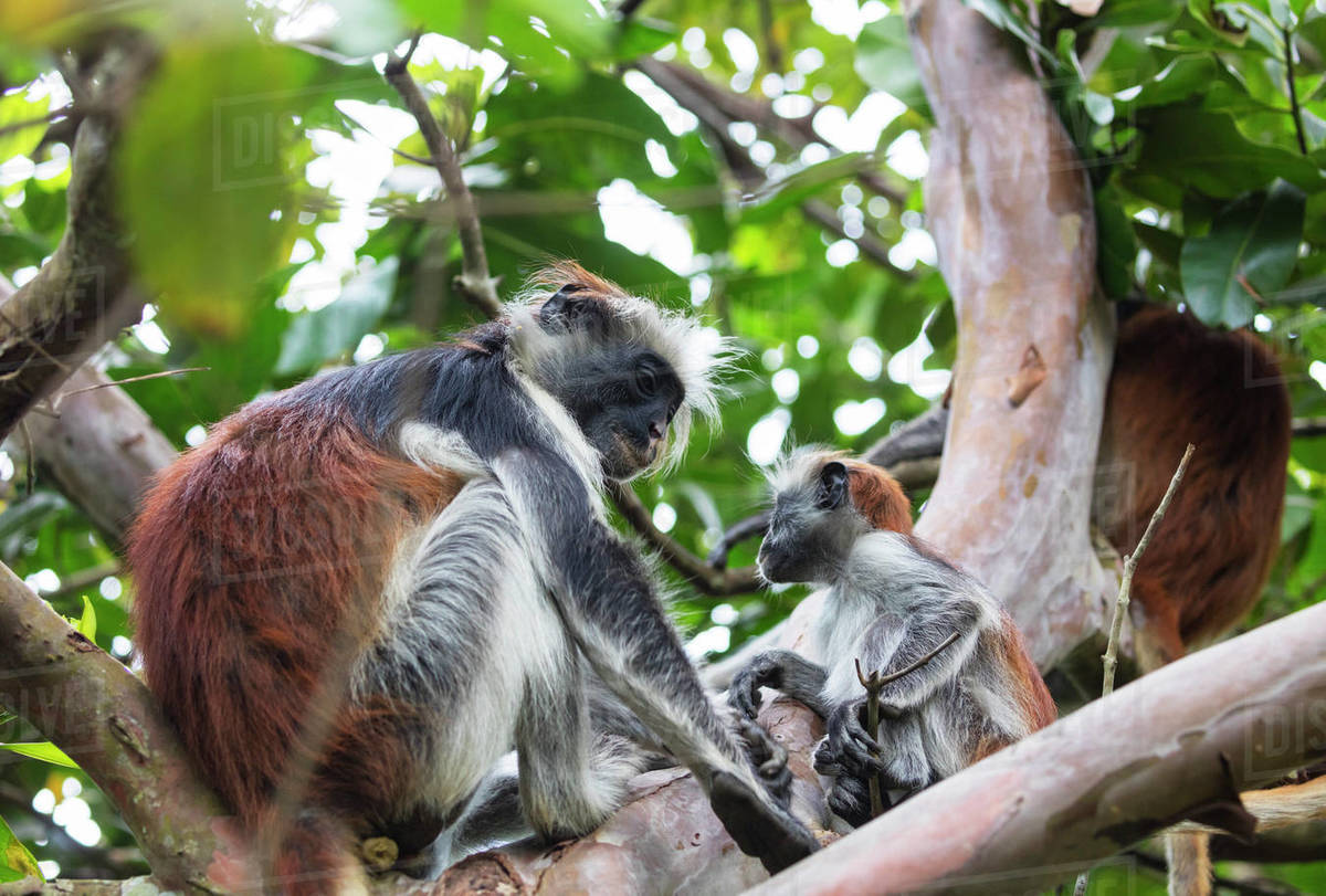 Endemic Red Colobus monkey (Piliocolobus), Jozani Forest, Jozani Chwaka ...