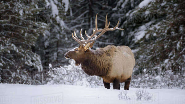 Large Bull Elk (Cervus canadensis) standing in deep snow during winter ...