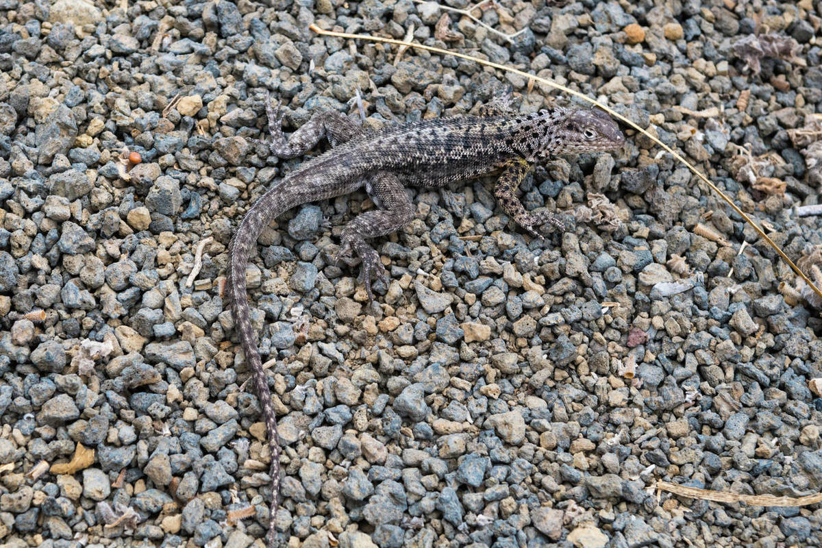 Galapagos Lava Lizard (Microlophus albemarlensis), Floreana Island ...