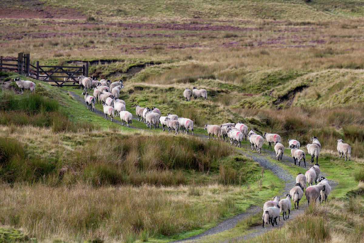 A herd of Swaledale sheep walking along a path on a hillside in the ...