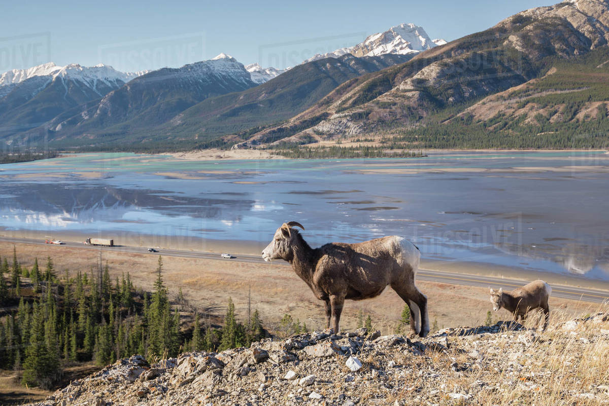 Rocky Mountain Bighorn Sheep ewe and lamb (Ovis canadensis) overlooking ...