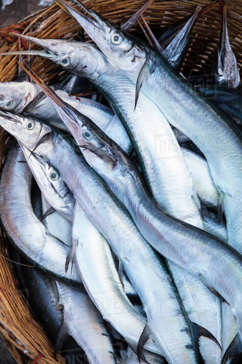 Needlefish (Belonidae sp.) in a basket at the morning fish market on ...
