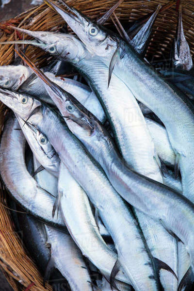 Needlefish (Belonidae sp.) in a basket at the morning fish market on ...