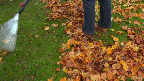 Raking autumn leaves from lawn, Kastel-Staadt, Rhineland-Palatinate ...