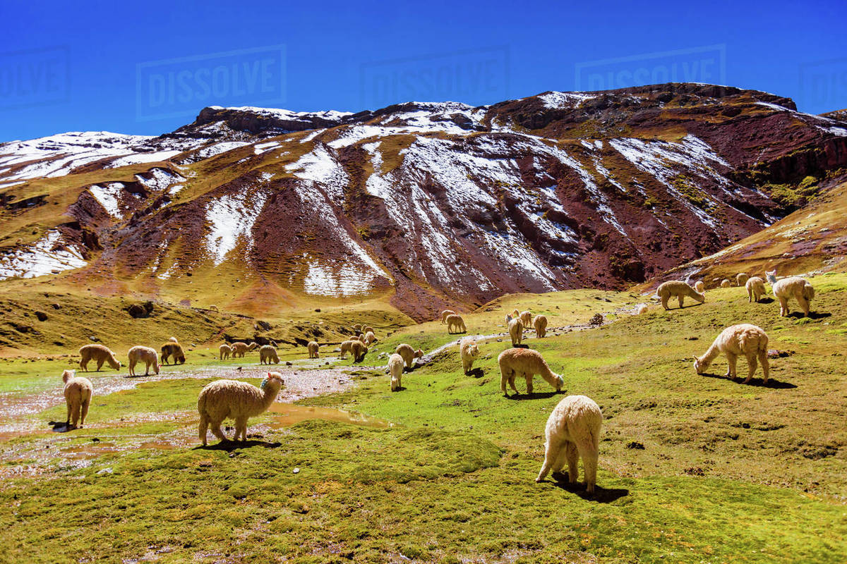 Llamas in the Andes, Peru, South America - Royalty-free Stock Photo ...