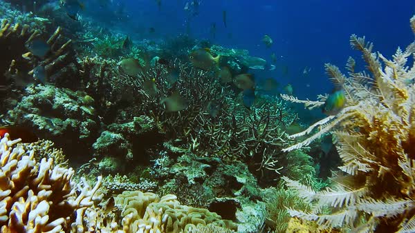 School of coral fish near hard corals on friwen wall, best diving spot ...
