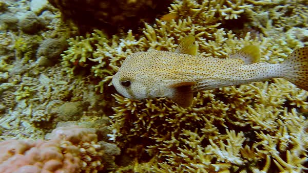 Big Puffer fish in clear clean water over an intact coral reef - 4K ...