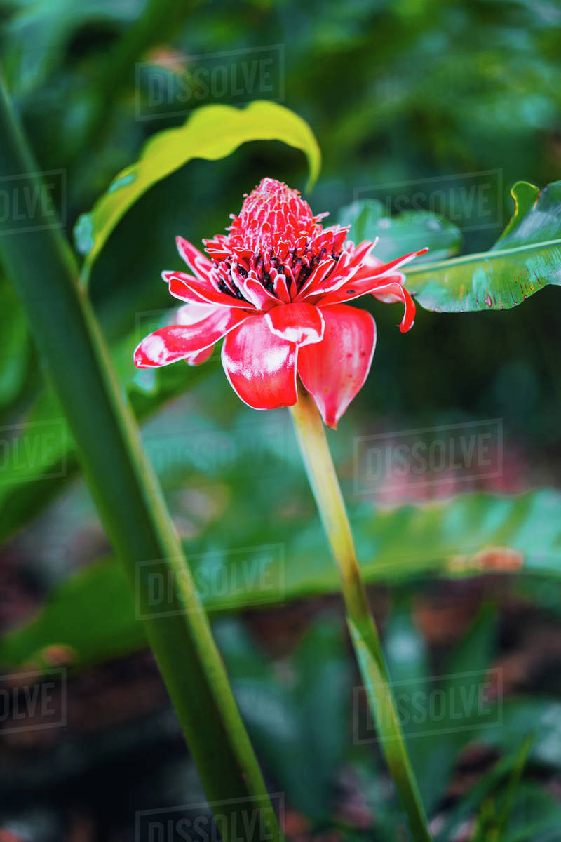 Red torch ginger local flower in tropical rainforest. - Royalty-free ...