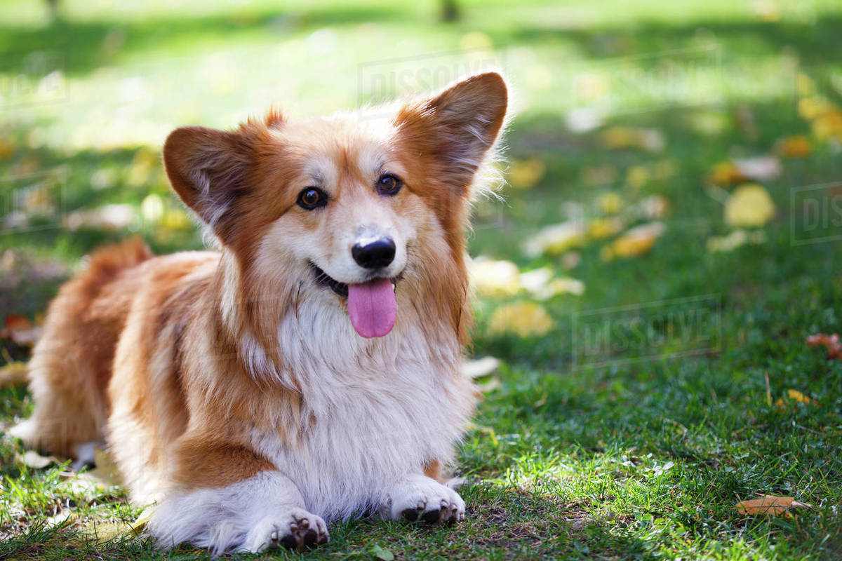 corgi fluffy close up portrait at the outdoor - Royalty-free Stock ...