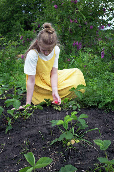 girl picking strawberries in the strawberry garden - Royalty-free Stock ...