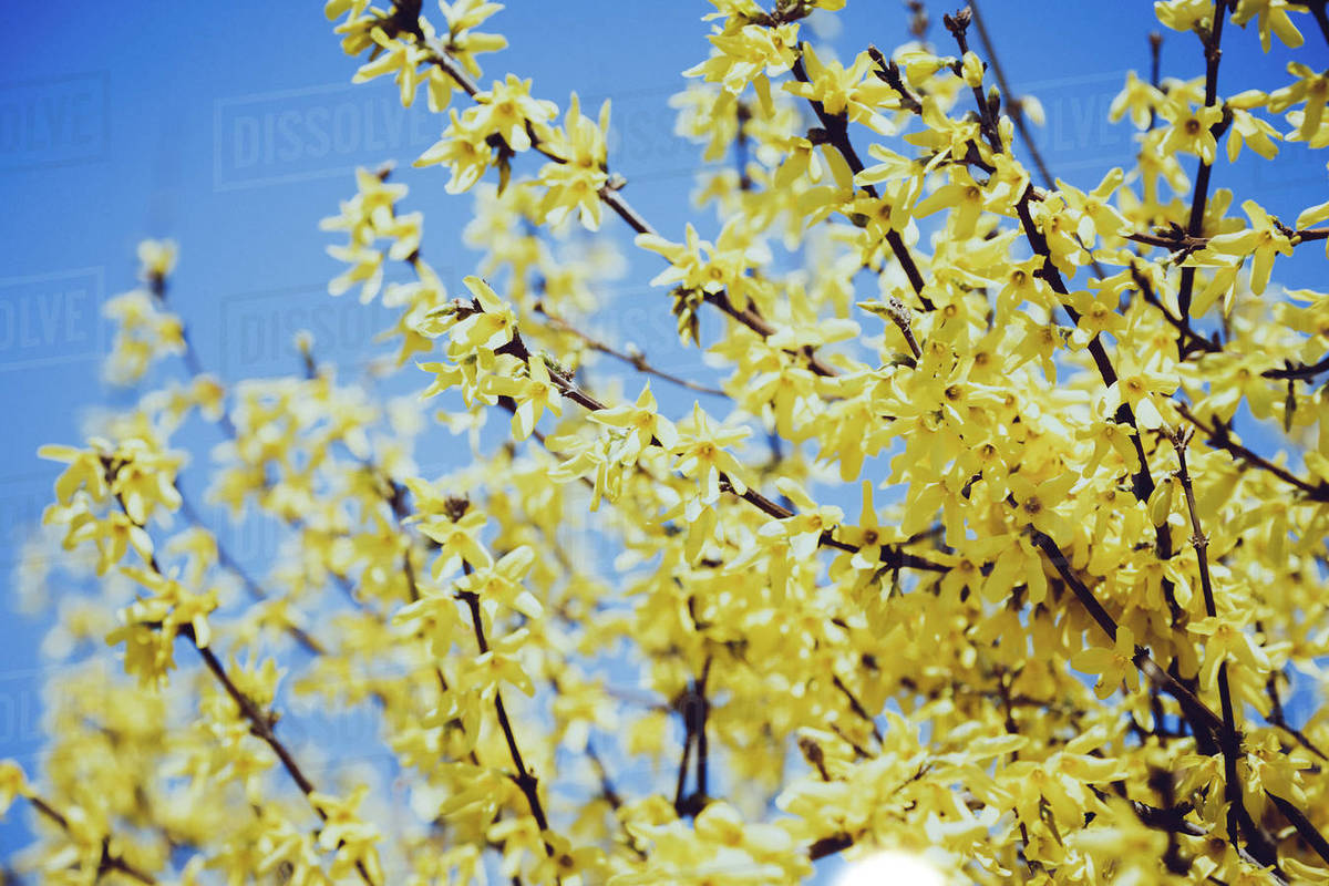 beautiful flowering bush Forsythia europaea. spring. floral background ...