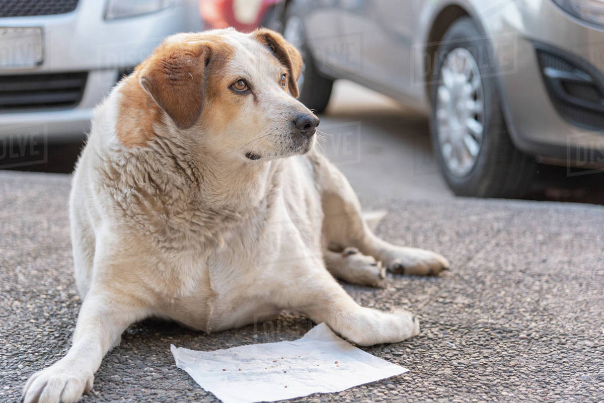 Very fat dog lies down on the street. - Stock Photo - Dissolve