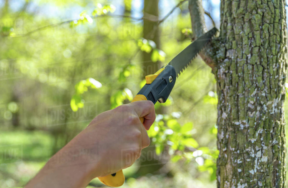 pruning a tree with a hand saw in the woods. - Royalty-free Stock Photo ...