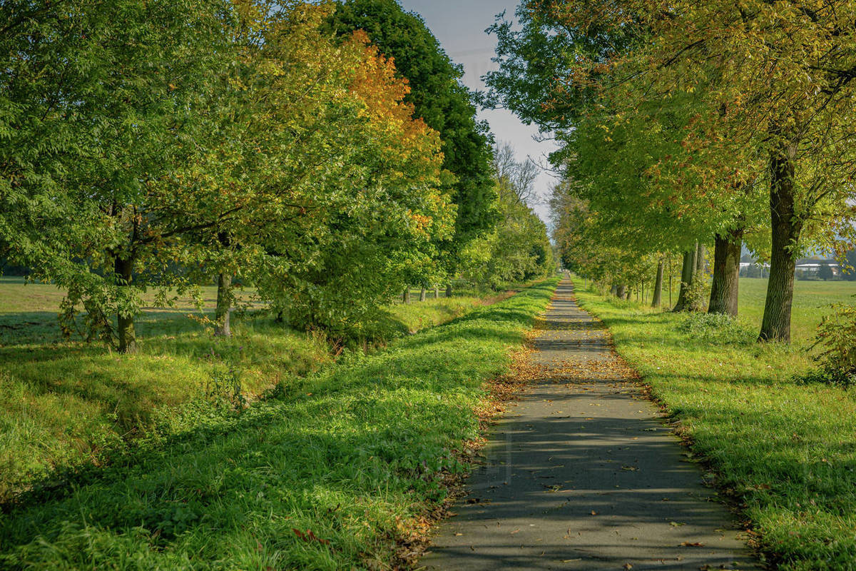 Fall in the park, yellow leaves falling off the trees - Stock Photo ...