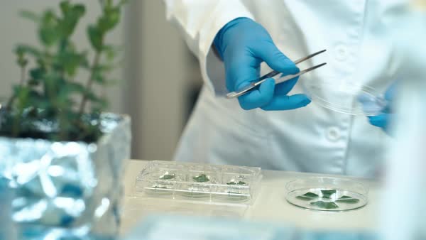 Testing a plant sample in a biochemical science laboratory. a scientist ...