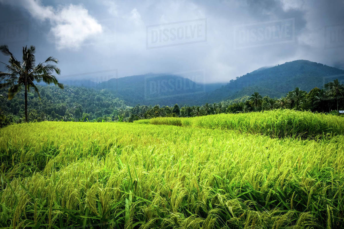 Paddy field rice terraces in Munduk, Bali, Indonesia - Royalty-free ...
