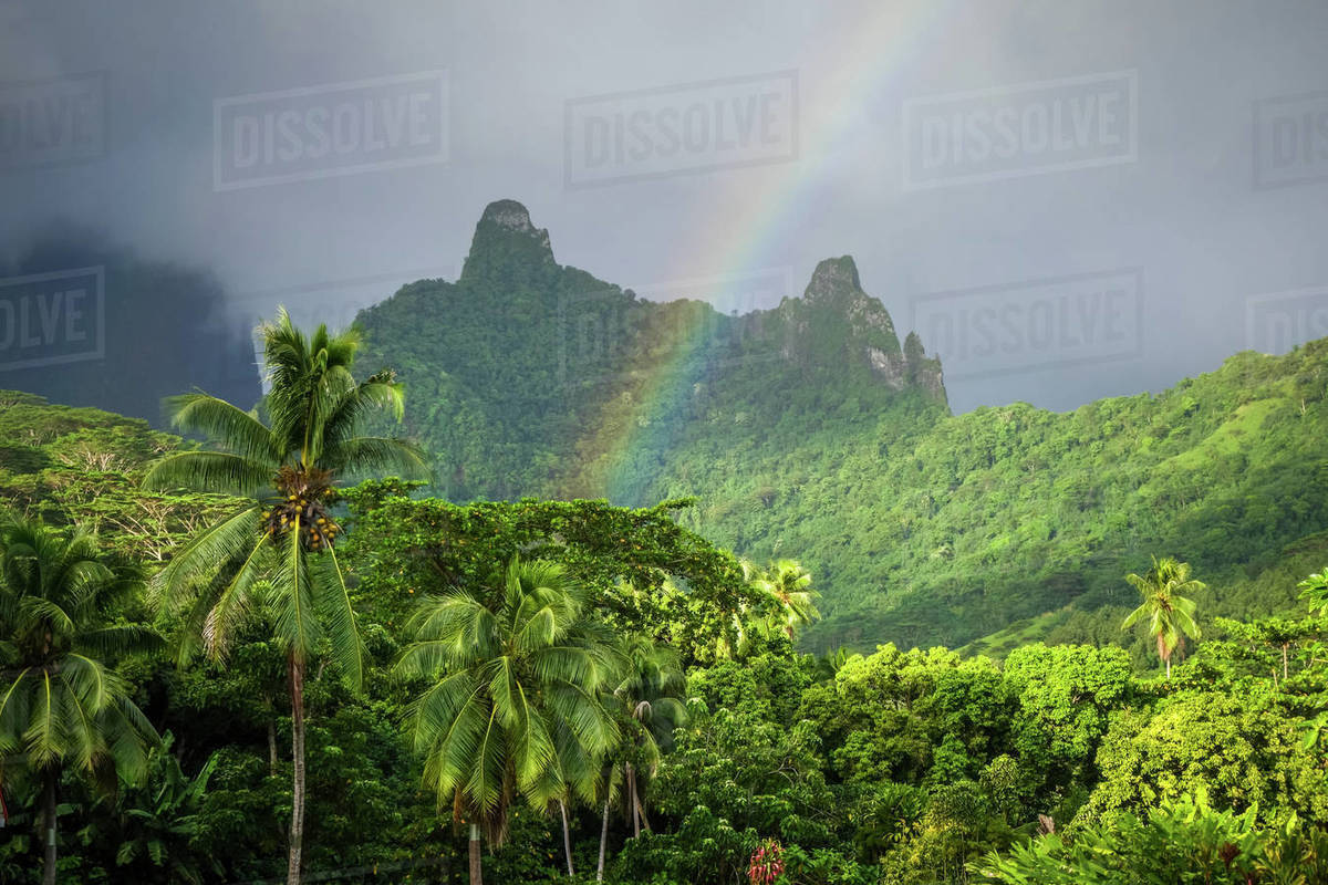 Rainbow on Moorea island jungle and mountains landscape. French ...
