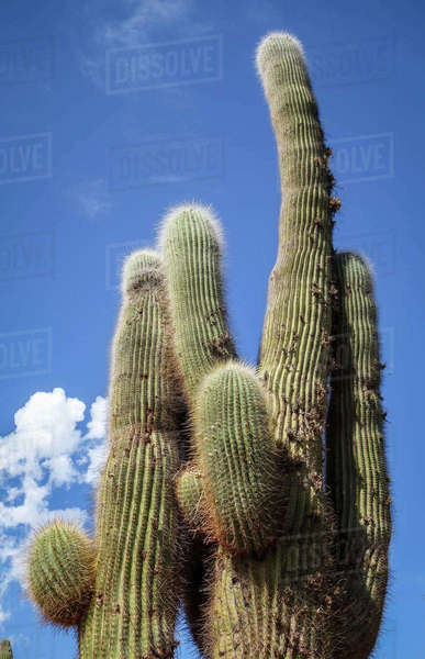 Giant cactus close-up in the Tilcara quebrada moutains, Argentina ...