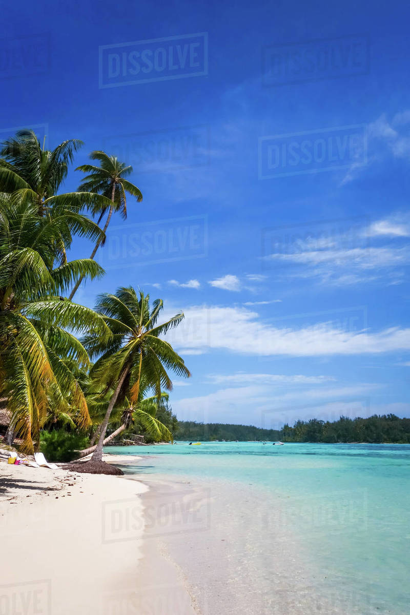 Paradise tropical beach and lagoon in Moorea Island. French Polynesia ...