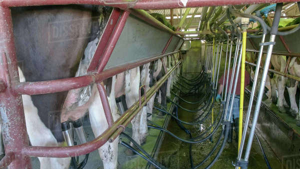 a farmer working milking cows at a dairy farm in victoria, australia ...