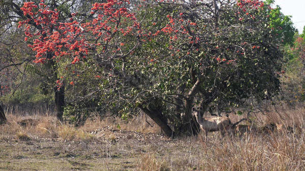 sambar deer doe standing under a colorful red flowered flame of forest ...