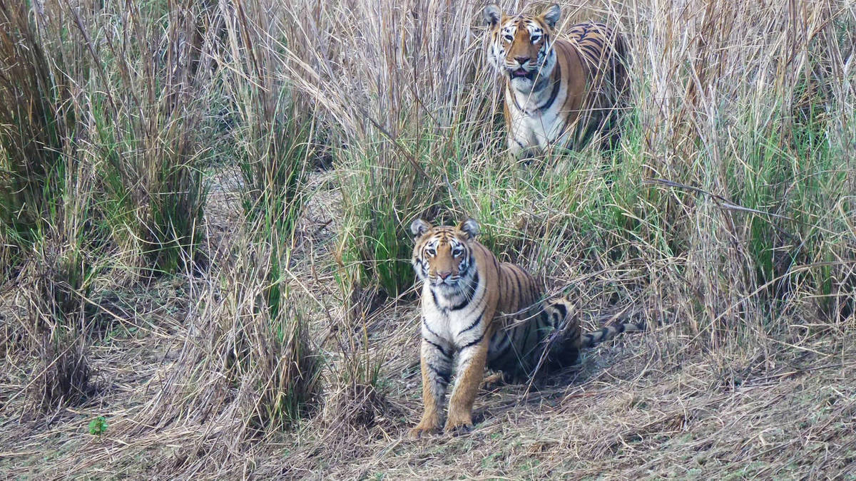 a tiger cub with its mum, the famous tigress maya, at tadoba andhari ...