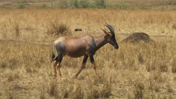 Tracking close shot of a topi antelope walking in masai mara game ...