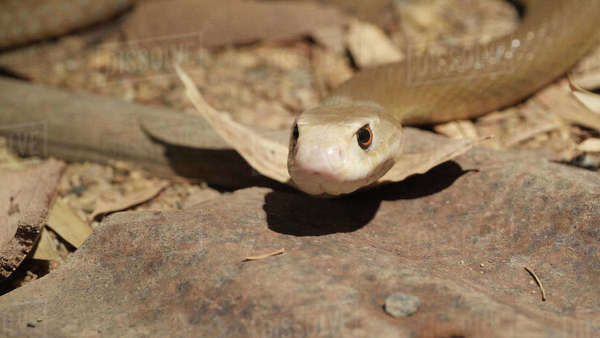 GOSFORD,NSW, AUST: close up of an extremely venomous australian coastal ...